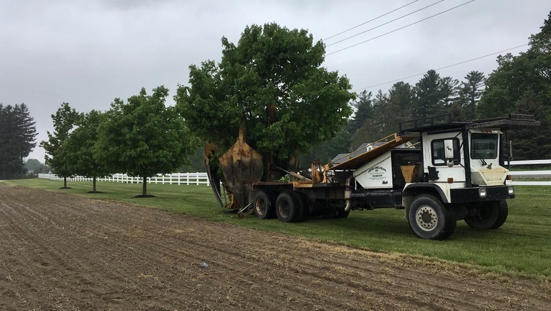 Tree spade London - Oxford Insta-Shade