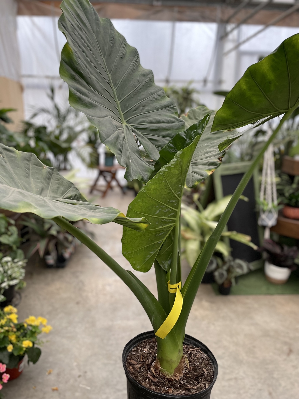 Alocasia Calidora 10" - Oxford Insta-Shade
