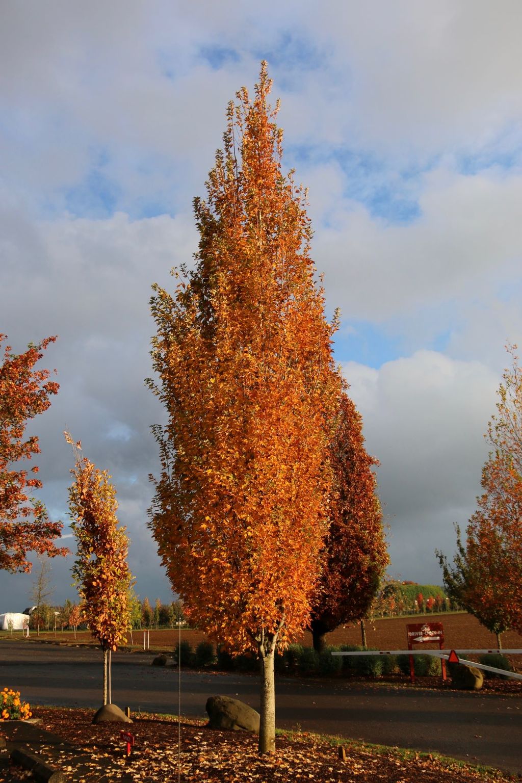 ARMSTRONG MAPLE GOLD 35 MM - Oxford Insta-Shade