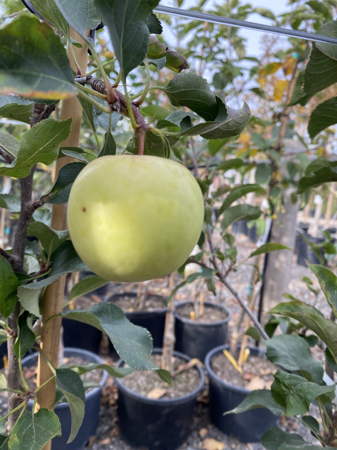 AURORA GOLDEN GALA APPLE SEM-DWARF (M9) - Oxford Insta-Shade