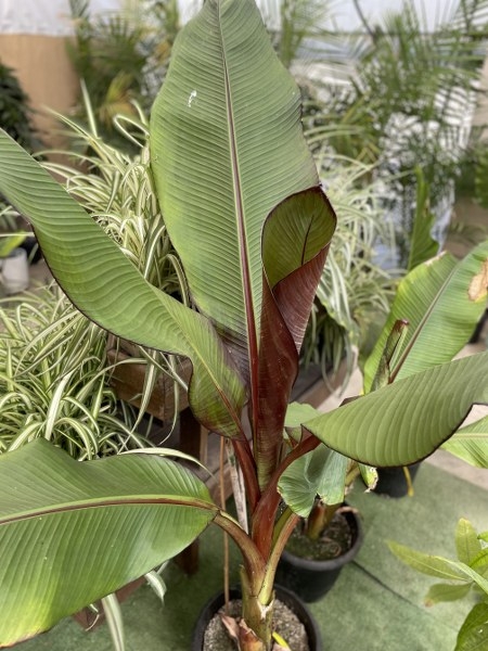 Banana Dwarf Cavendish 10" - Oxford Insta-Shade