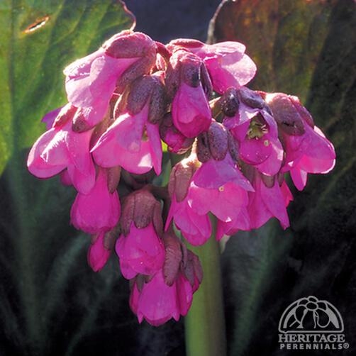 BERGENIA (PIGSQUEAK) BRESSINGHAM RUBY 1G - Oxford Insta-Shade