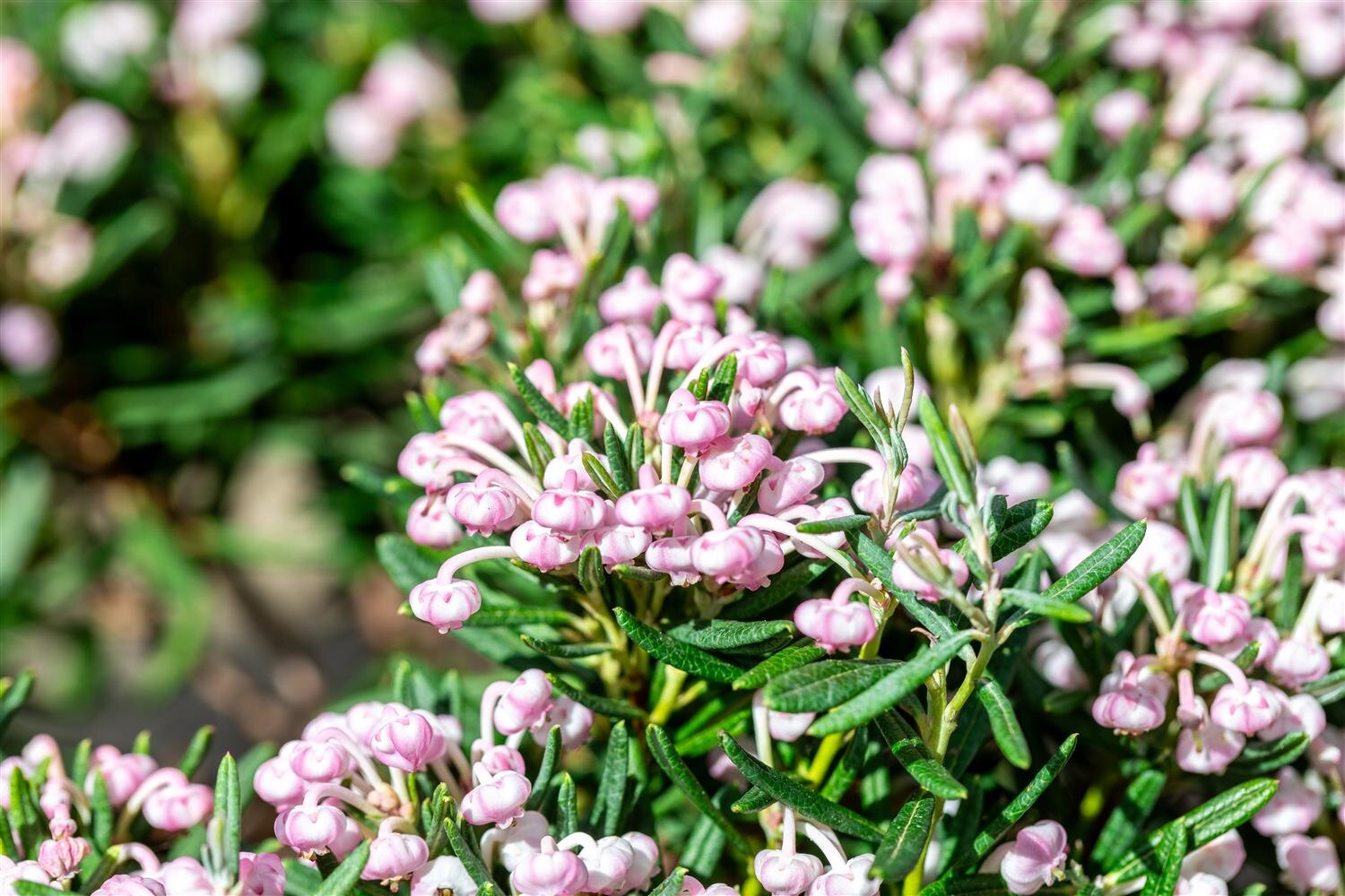 BLUE ICE BOG ANDROMEDA 1G - Oxford Insta-Shade