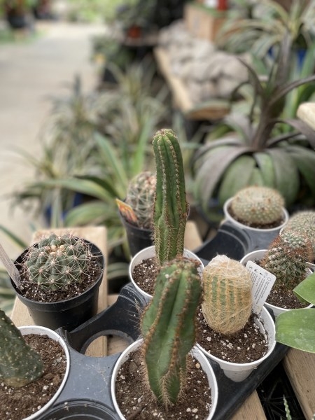 Cactus Asst 4" - Oxford Insta-Shade