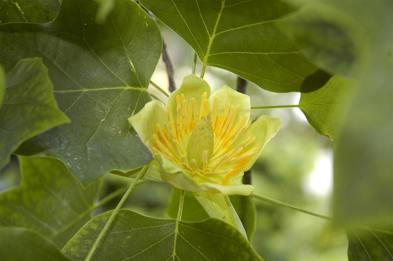 COLUMNAR TULIP TREE 150CM - Oxford Insta-Shade