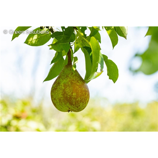 CONFERENCE PEAR SEM-DWARF - Oxford Insta-Shade