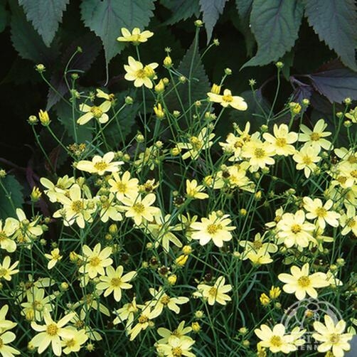 COREOPSIS THREADLEAF MOONBEAM 1G - Oxford Insta-Shade