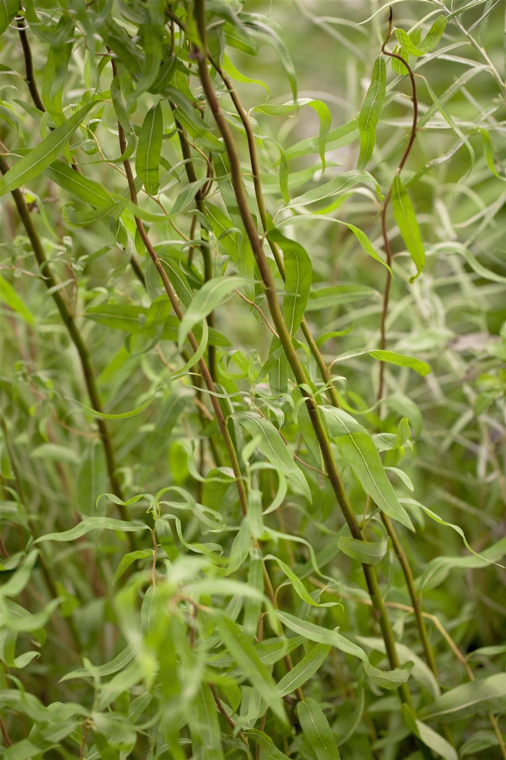 CORKSCREW WILLOW 250 CM - Oxford Insta-Shade