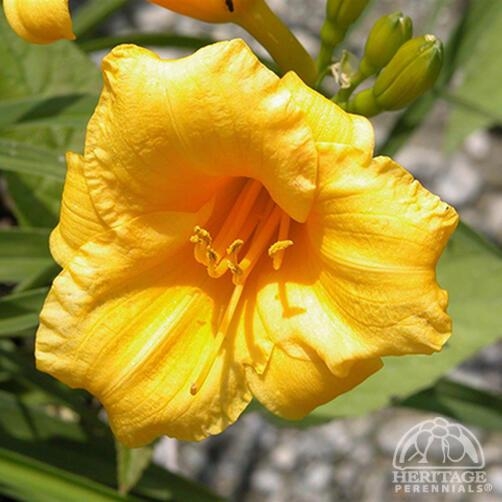 DAYLILY MINI STELLA 1G - Oxford Insta-Shade