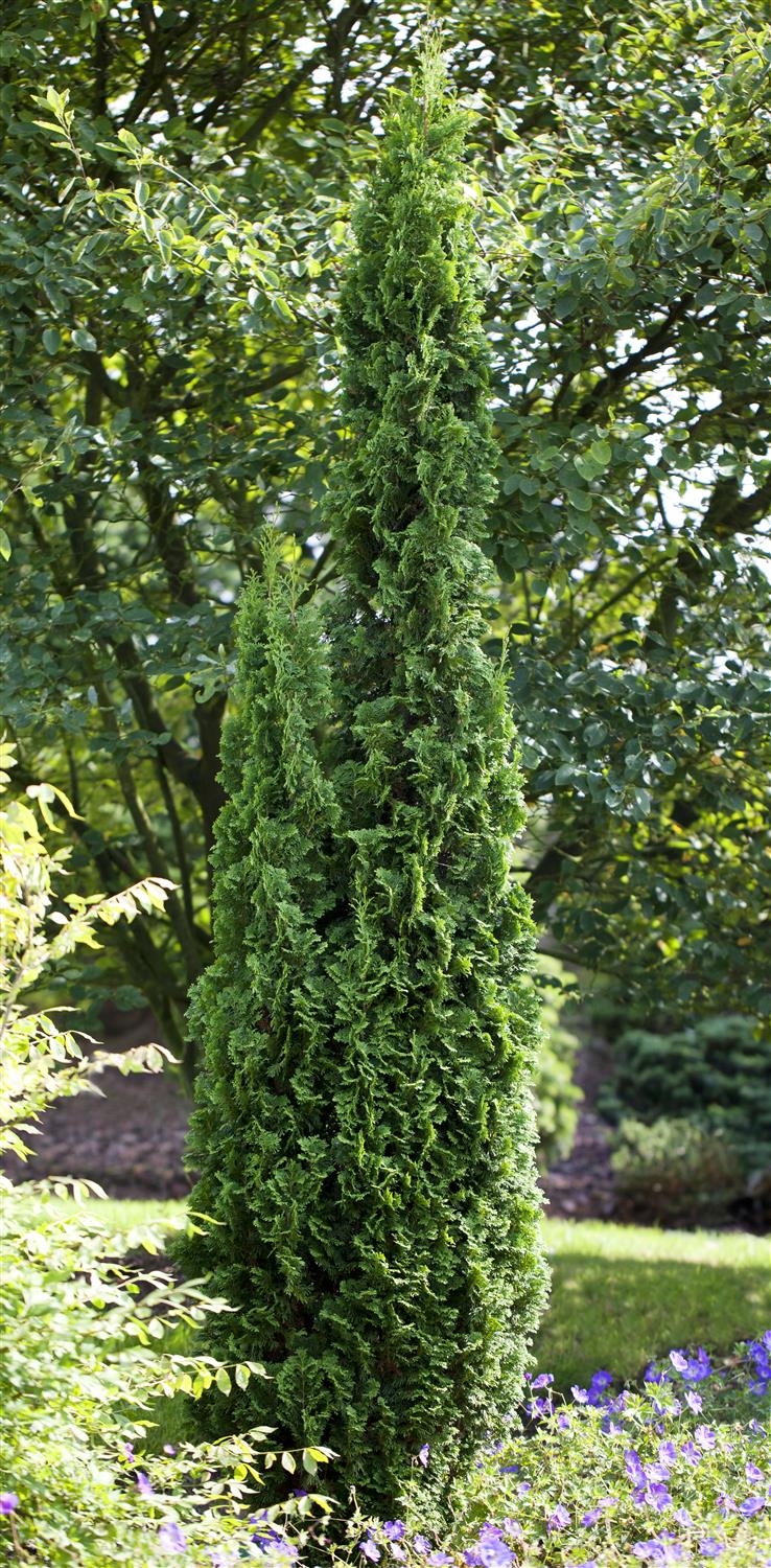DEGROOT'S SPIRE CEDAR 60CM - Oxford Insta-Shade