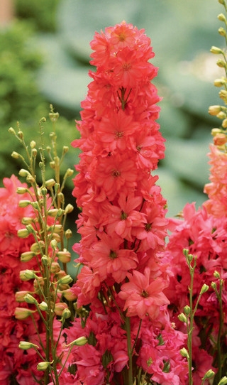 DELPHINIUM RED LARK 1G - Oxford Insta-Shade