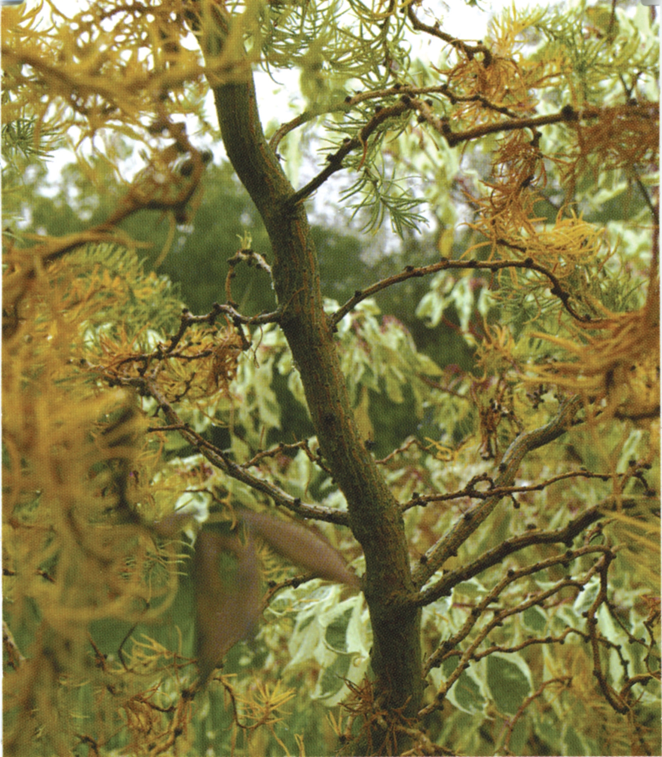 DIANA CONTORTED LARCH STD - Oxford Insta-Shade