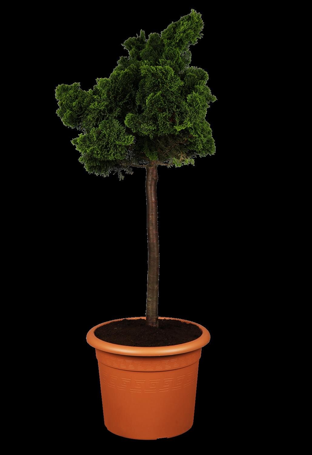 DWARF HINOKI CYPRESS 25C - Oxford Insta-Shade