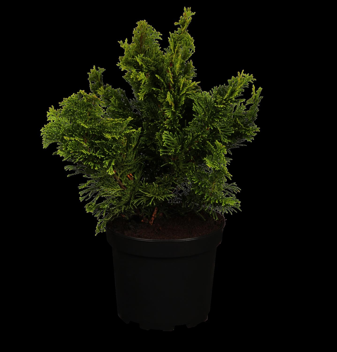 DWARF HINOKI CYPRESS 25C - Oxford Insta-Shade