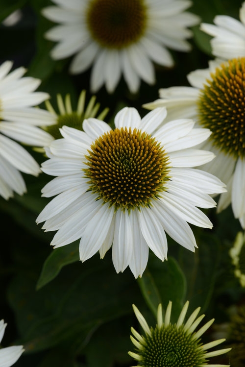 ECHINACEA CONEFLOWER SOMBRERO BLANCO 1G - Oxford Insta-Shade
