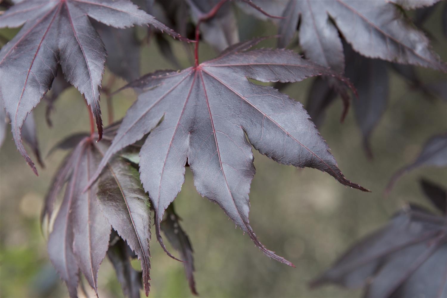 FIREGLOW JAPANESE MAPLE 175 CM - Oxford Insta-Shade