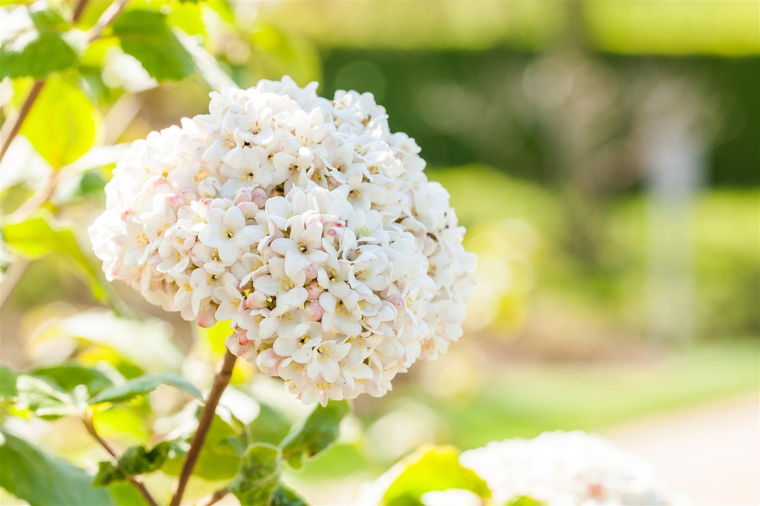 FRAGRANT SNOWBALL VIBURNUM 40C - Oxford Insta-Shade