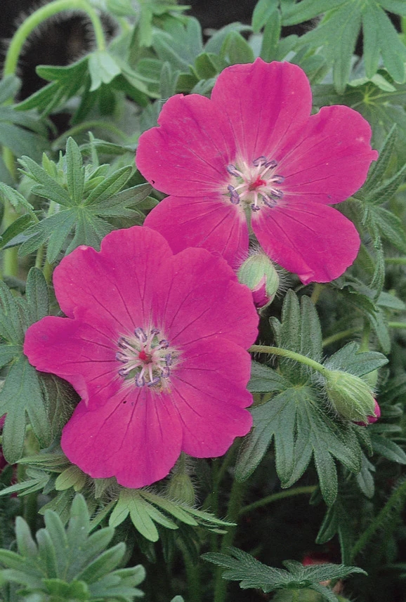 GERANIUM CRANESBILL MAX FREI 1G - Oxford Insta-Shade
