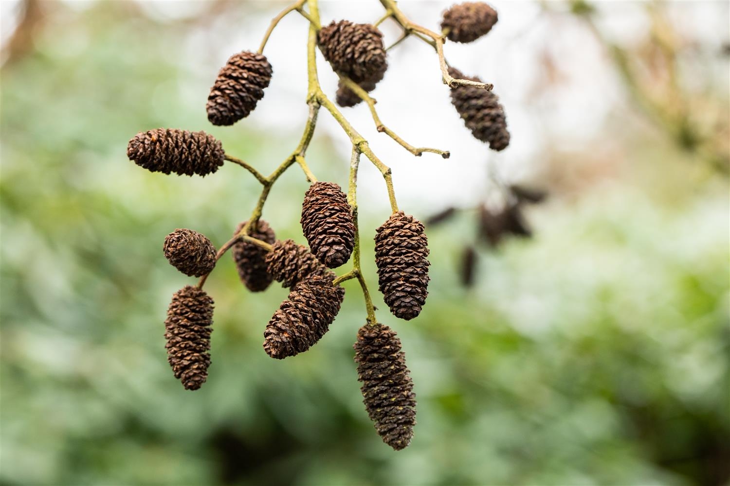 GREEN ALDER 60CM (ALNUS CRISPA) - Oxford Insta-Shade