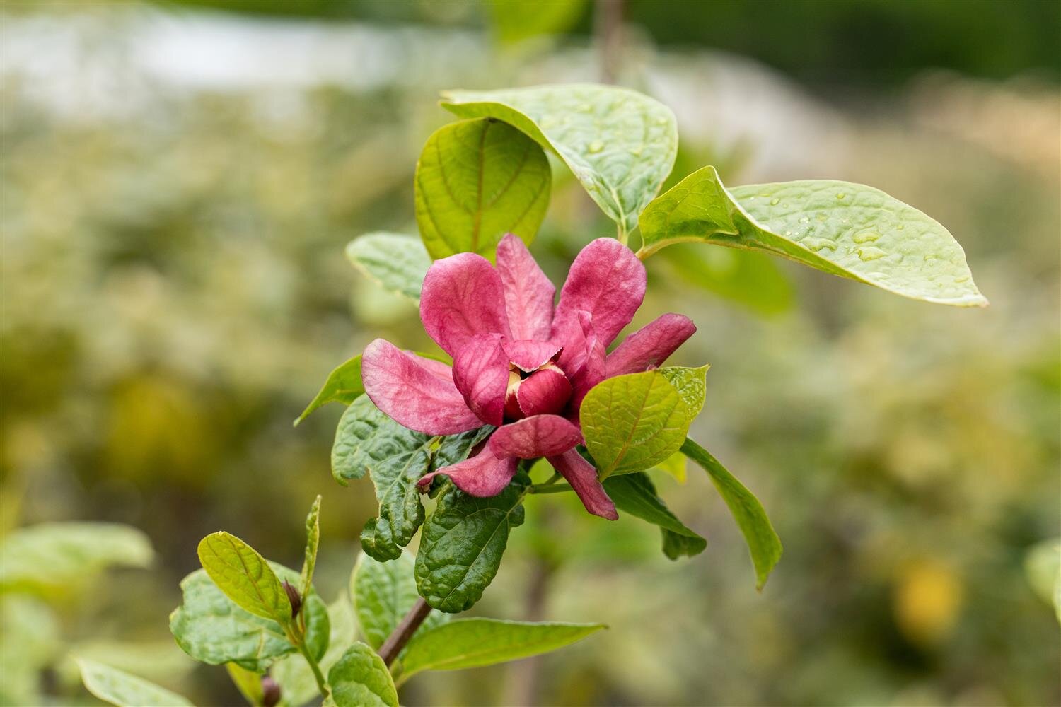 HARTLAGE WINE CALYCANTHUS ALLSPICE 60C - Oxford Insta-Shade