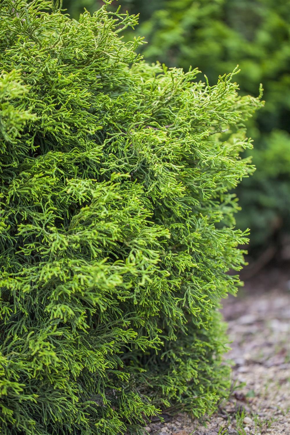 HINOKI FALSECYPRESS 150CM - Oxford Insta-Shade