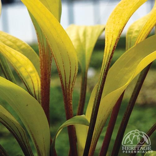 HOSTA DESIGNER GENES 1G - Oxford Insta-Shade