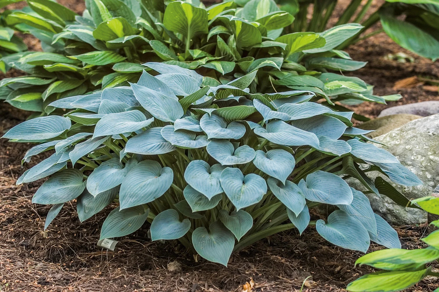 HOSTA HALCYON 2G - Oxford Insta-Shade