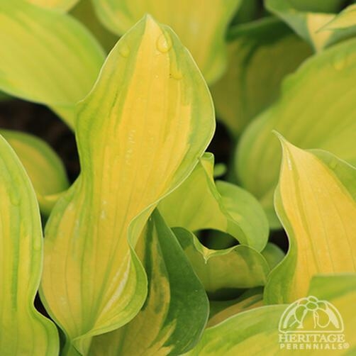 HOSTA LAKESIDE BANANA BAY 1G - Oxford Insta-Shade