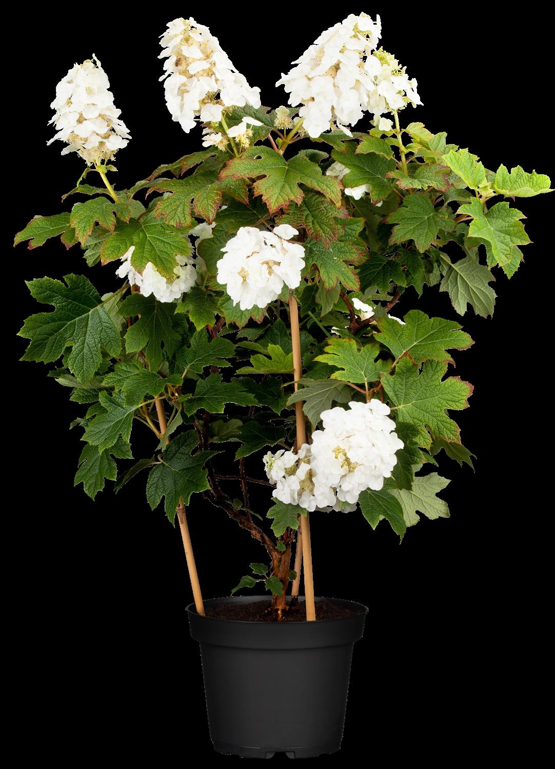 Hydrangea Oakleaf Ruby Slippers 30cm Oxford Insta Shade 9143