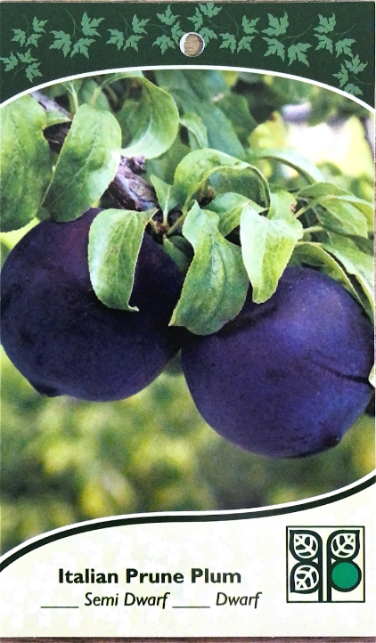 ITALIAN PLUM SEM (3 month warranty) - Oxford Insta-Shade