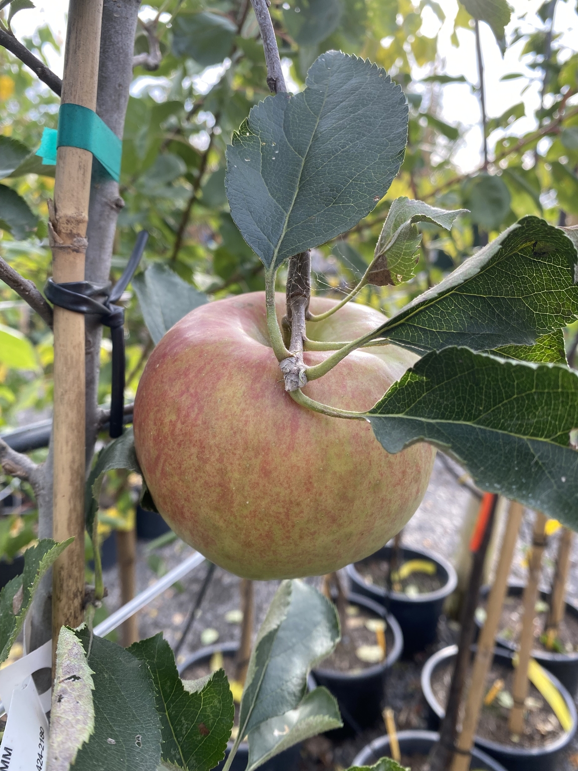 JONA GOLD APPLE SEM-DWARF 20MM - Oxford Insta-Shade