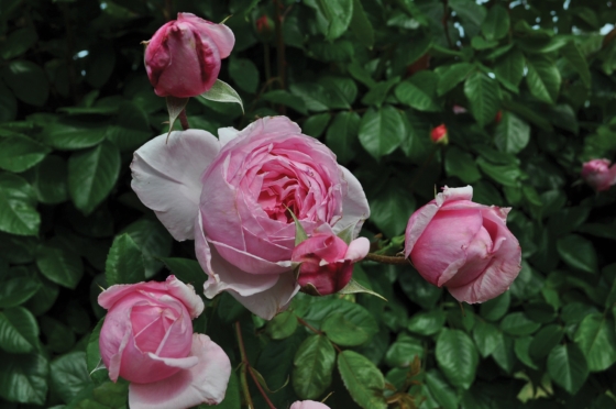 KISS ME KATE ROSE CLIMBING - Oxford Insta-Shade