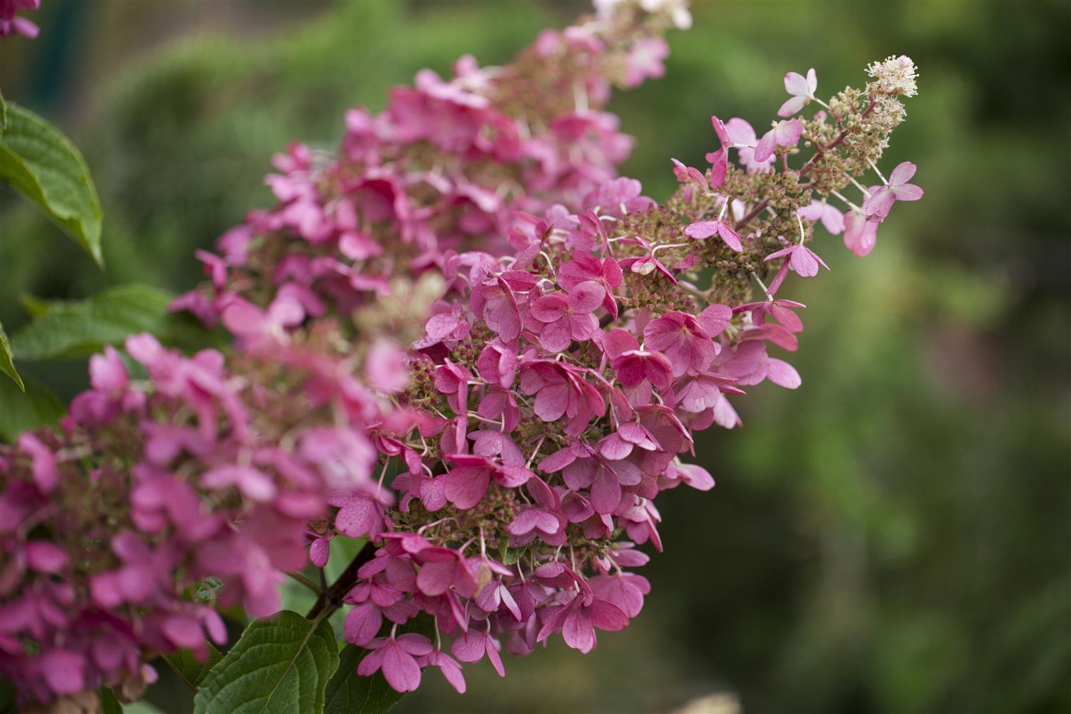 LITTLE QUICK FIRE HYDRANGEA 30CM - Oxford Insta-Shade