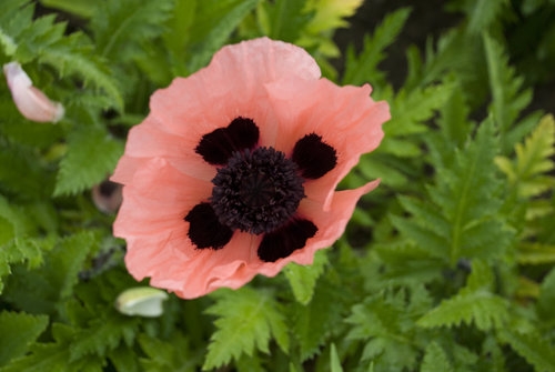 ORIENTAL POPPY QUEEN ALEXANDRA 1G - Oxford Insta-Shade