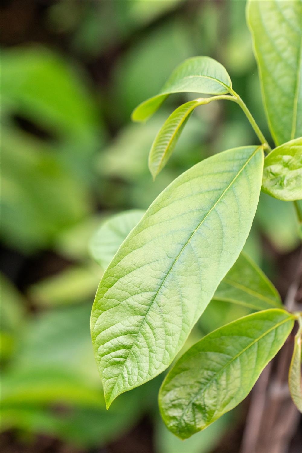 PAW PAW 50CM - Oxford Insta-Shade