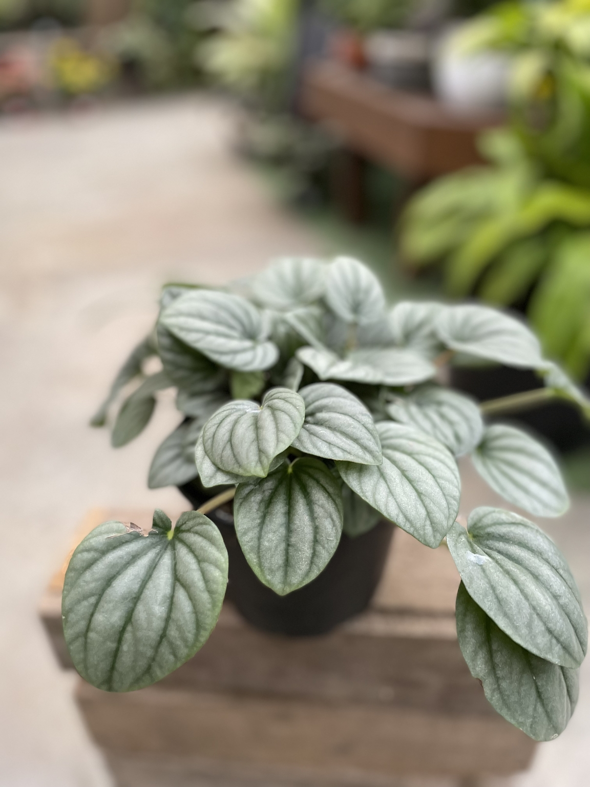 PEPEROMIA FROST 6" - Oxford Insta-Shade
