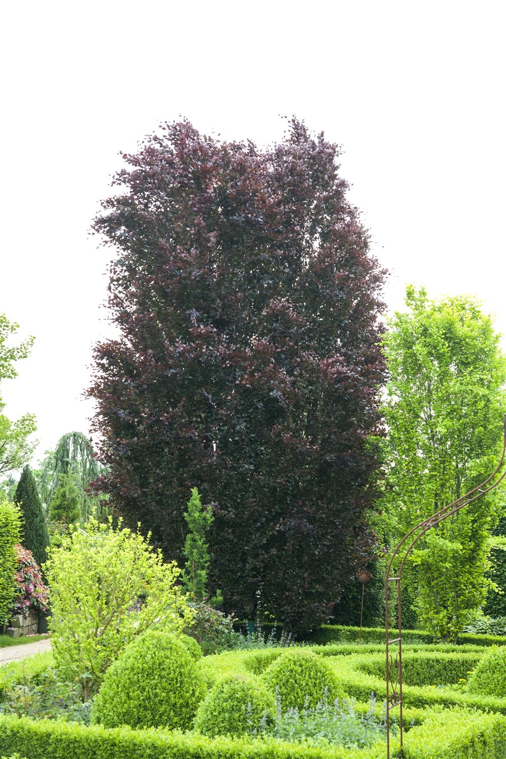 PURPLE BEECH 175 CM - Oxford Insta-Shade