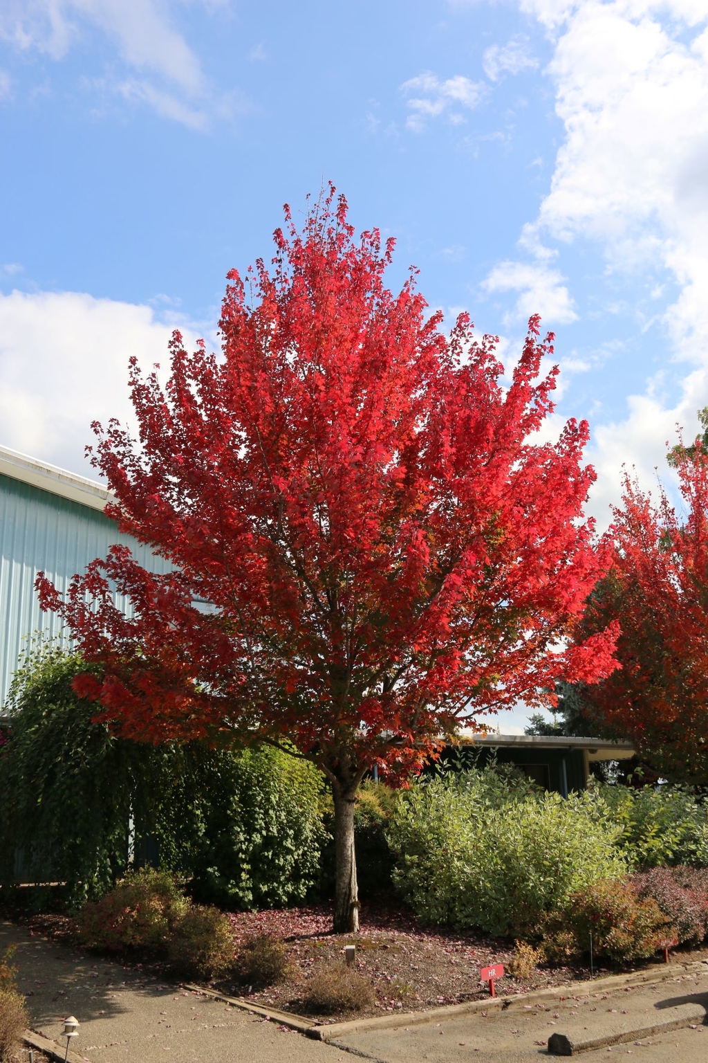 RED POINT MAPLE 150 CM - Oxford Insta-Shade