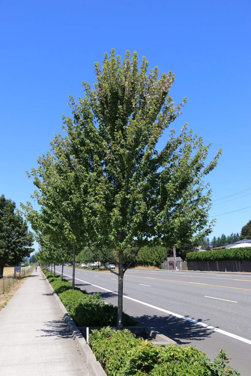 RED POINT MAPLE 35 MM - Oxford Insta-Shade