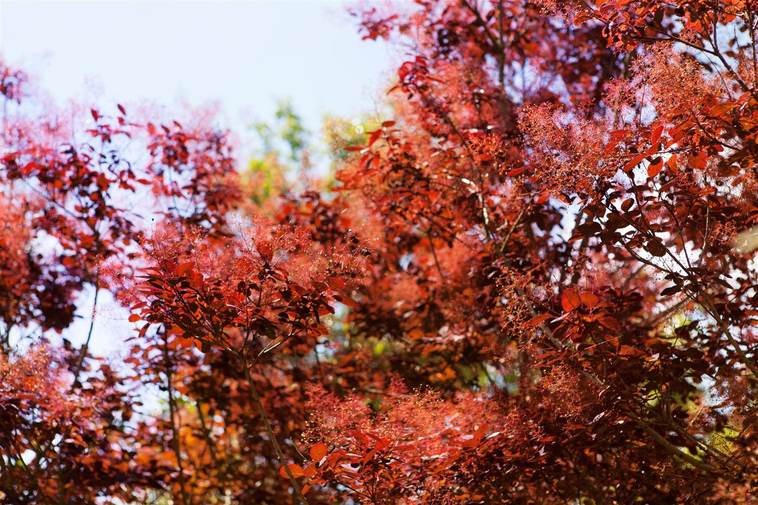 ROYAL PURPLE SMOKE BUSH 50CM - Oxford Insta-Shade