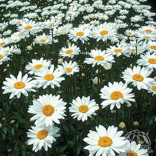 SHASTA DAISY BECKY 2G - Oxford Insta-Shade