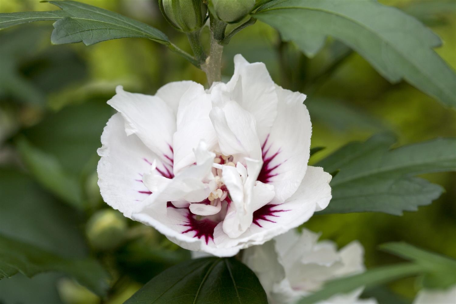SPECIOSUS ROSE OF SHARON 40CM - Oxford Insta-Shade