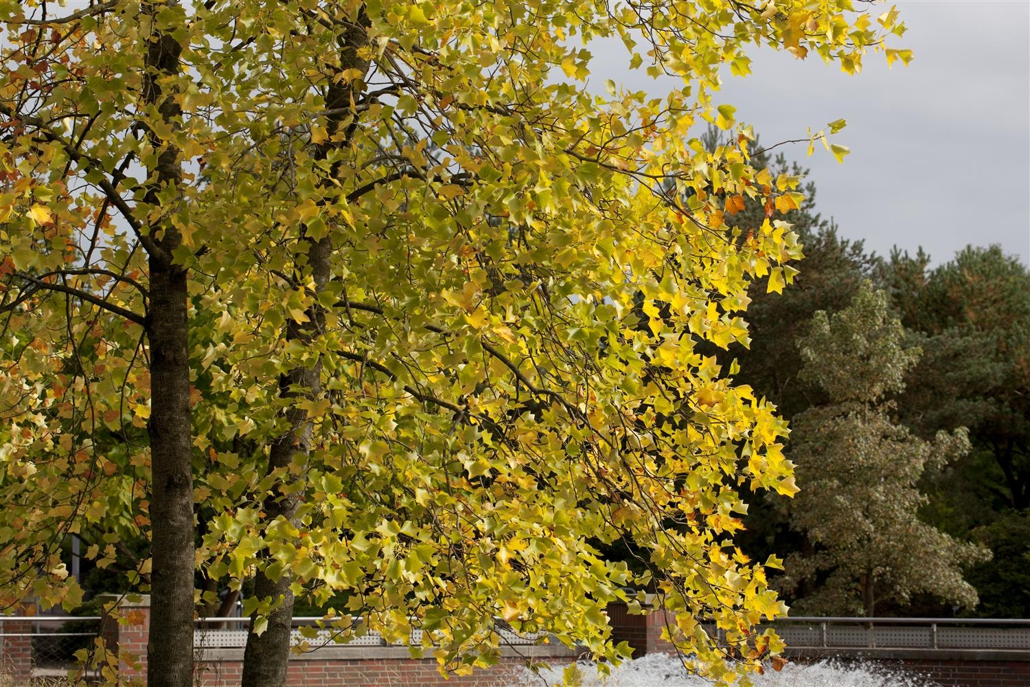 TULIP TREE 45MM - Oxford Insta-Shade