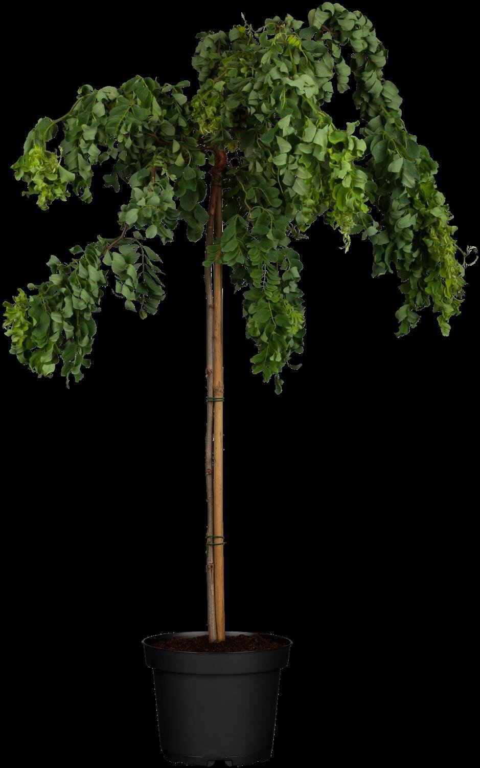 TWISTY BABY LOCUST 175CM - Oxford Insta-Shade