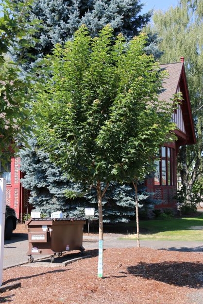 URBAN SUNSET TRUNCATUM MAPLE 275CM - Oxford Insta-Shade