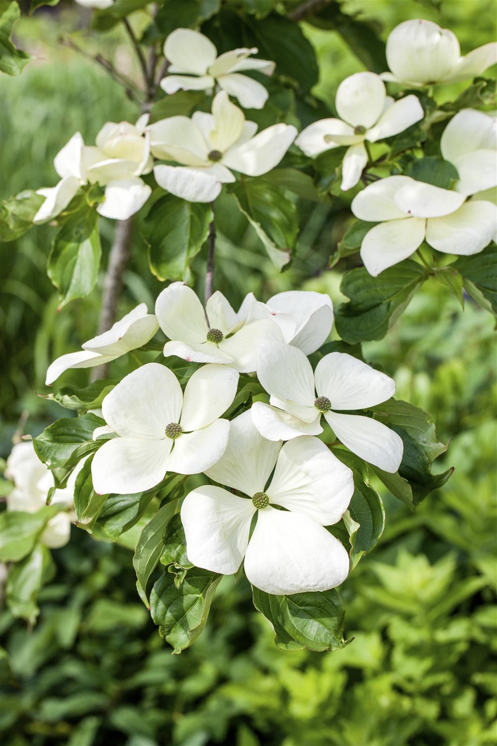 VENUS FLOWERING DOGWOOD 40MM (#20) - Oxford Insta-Shade