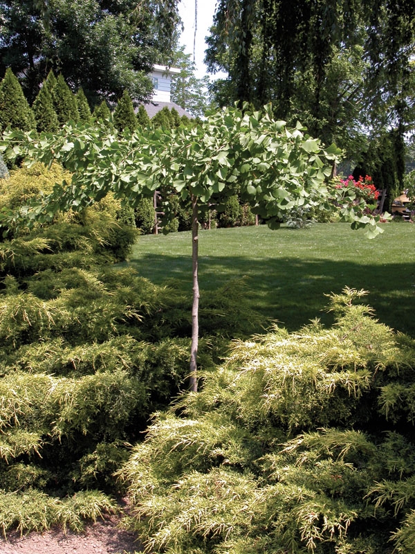 WEEPING GINKGO STD 150CM - Oxford Insta-Shade